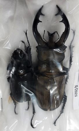 만천곤충박물관 [(Lucanus tibetanus furcifer) 티베타누스사슴벌레-푸르키페르 아종 [L-6-96-1]]