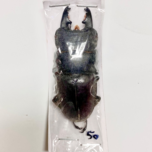 [(Dorcus taurus moinieri) 타우루스넓적사슴벌레-모이니에리 아종 [L-4-88]]