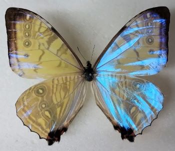 [(Morpho sulkowskyi descimokoenigi) 술코우스키몰포나비-데스시모코에니기 아종 [N-44-85]]