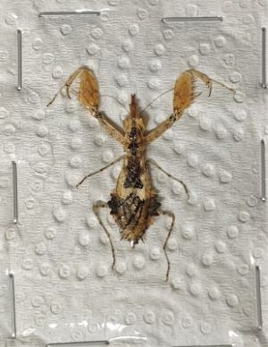 만천곤충박물관 [(Ceratomantis saussurii) 사우수리복서사마귀 [Q-7-6]]