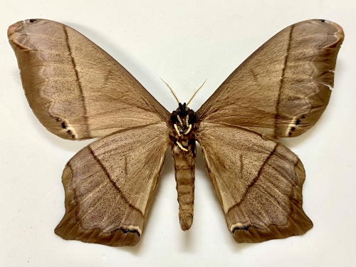 [(Arsenura ciocolatina) 사이오코라티나산누에나방 [NA-4-153]]