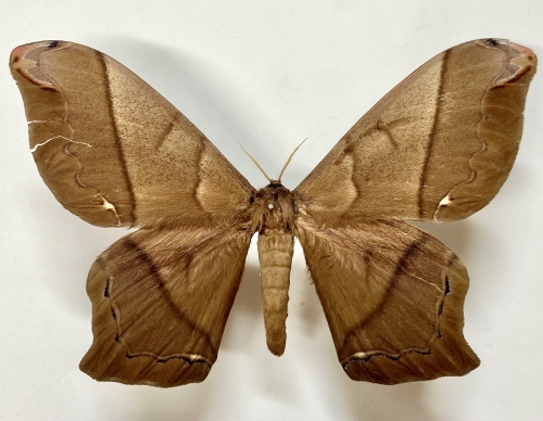 [(Arsenura ciocolatina) 사이오코라티나산누에나방 [NA-4-153]]