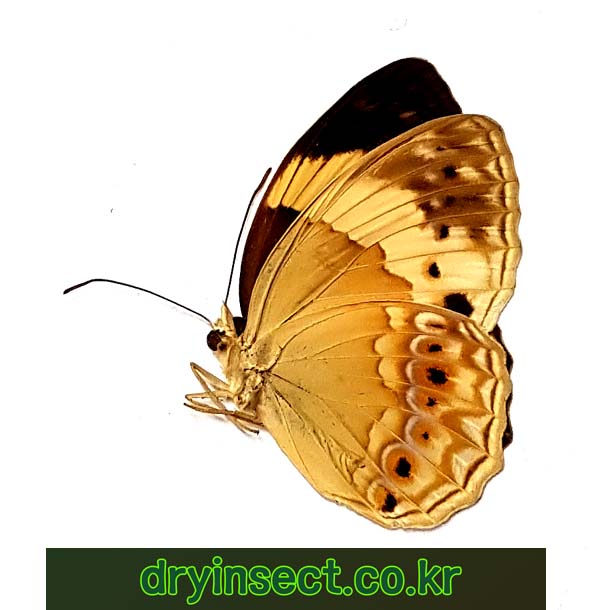 [(Cupha arias arias)아리아스네발나비-원아종 [N-20-90]]